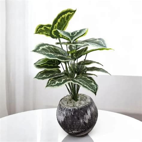 Plante Décorative Iris Vision