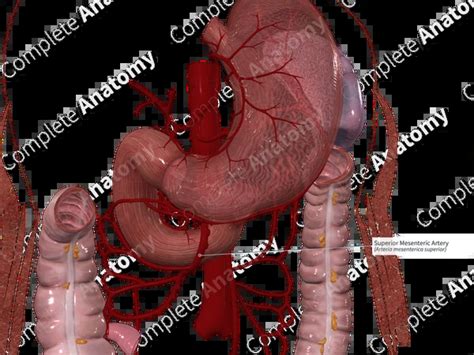 Superior Mesenteric Artery Model Superior Mesenteric Artery Model