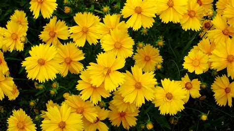 15 Perennials That Bloom With Bright Yellow Flowers