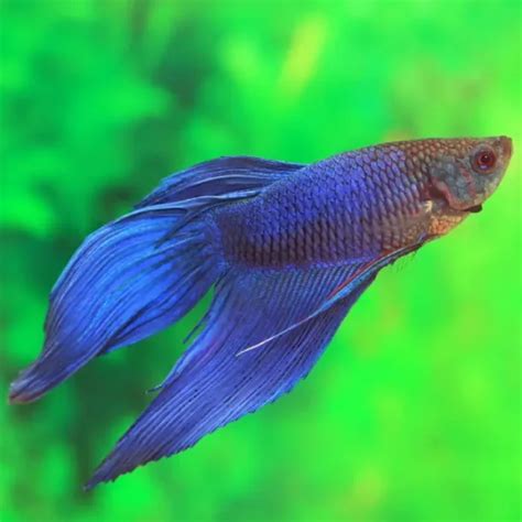 Pez Betta Macho Splendens Azul Tienda De Acuarios Online Na