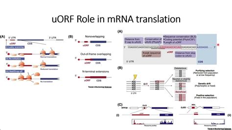Uorf Upstream Open Reading Frame Role In Mrna Translation Code 219
