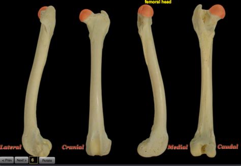 Deer Femur Vs Human Femur