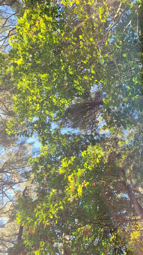 Goldsmith Or Moncrieff Cochran Bird Sanctuary Forest Bathing Finder