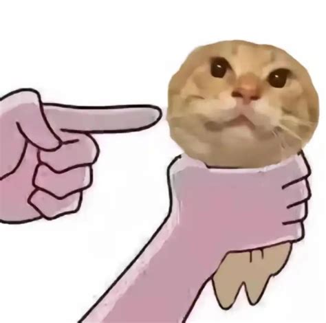 可爱猫咪被手指着，一脸呆萌无辜的样子超有趣 可爱猫meme耄耋猫表情包大合集表情包图片动图 求表情网斗图从此不求人