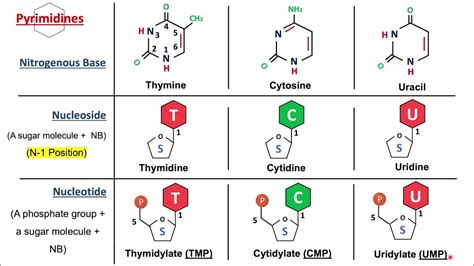 Introduction To Nucleic Acids Nucleosides And Nucleotides