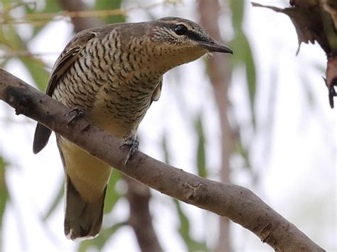 Common Cicadabird Ebird