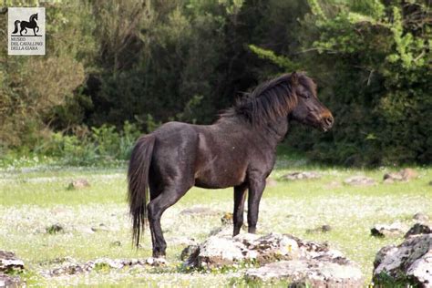 Sezione Del Cavallo Della Giara Museo Del Cavallino Della Giara
