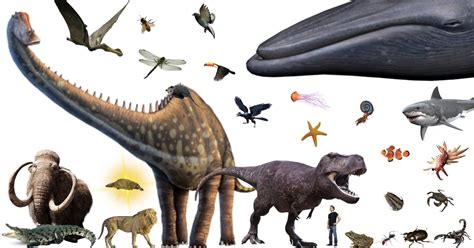 The Brain Of Australopithecus Afarensis Lucy And Selam R Paleontology