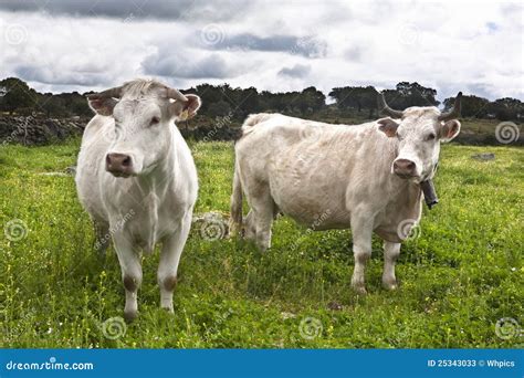Two Charolais Cows Stock Image Image Of Plants Mammals 25343033