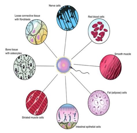 Animals Cell Specialization Examples Cell Specialization And Cell