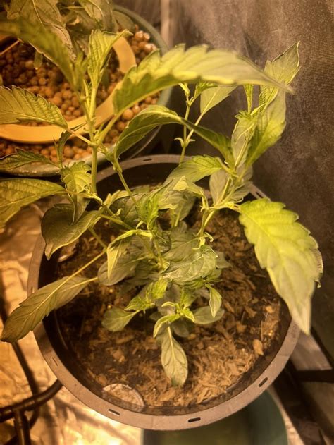 Mutation R Firsttimegrower