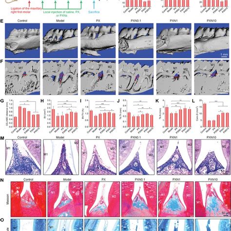 Osteogenesis Associated Protein Immunohistochemical Staining Was