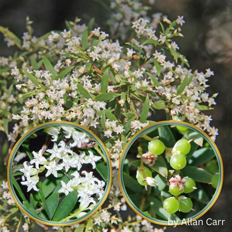 Leucopogon Pimeleoides Bushy White Beard Coolum Community Native