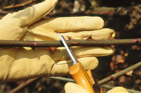 How To Care For Your Roses In Spring