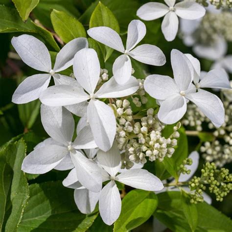 Panicle Hydrangea Honeycomb™ Hydrangea Paniculata Mygardenlife