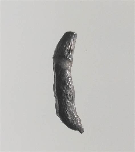 Odontocete Tooth 72723 South Carolina The Fossil Forum