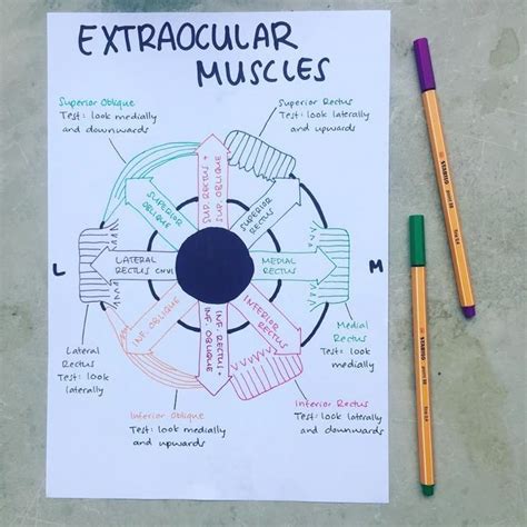 Study Optometry And Eye Anatomy