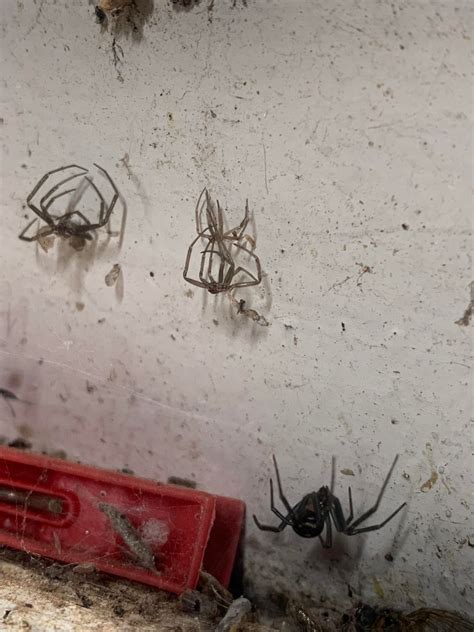 Bro With Its Favourite Old Clothes On Display Rspiderbro