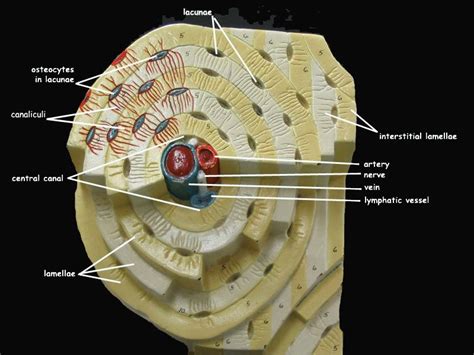 Compact Bone Diagram Class 9 Bone Structure Anatomy And Physiology