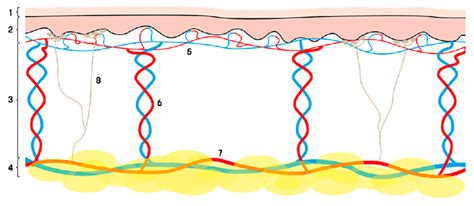 Schematic Illustration Of Human Skin 1 Epidermis 2 Papillary Dermis Download Scientific