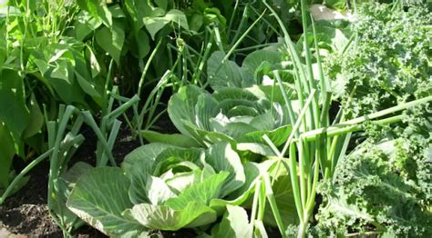 Catch Cropping Getting The Most From Your Crop Van Meuwen Blog