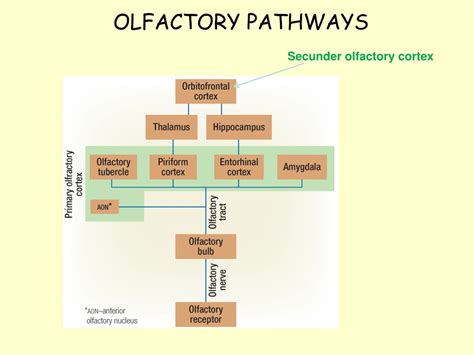 Ppt Olfactory And Gustatory System In Human Perception Powerpoint