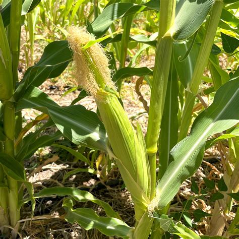 Tohono Oodham 60 Day Corn Or Smoik Native Seedssearch Facebook