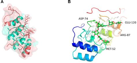 Frontiers Cuproptosis Associated Cdkn2a Is Targeted By Plicamycin To