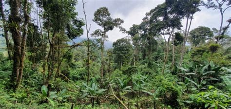Costa Ricas Payment For Ecosystem Services Scheme Has Been Evaluated