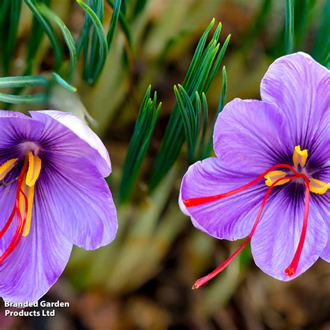 Saffron Crocus Bulbs Flowering Bulbs Dobies