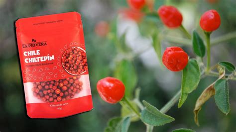 El Chile Chiltepín Cómo Se Emplea Y Dónde Comprarlo
