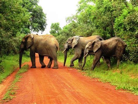 Ghana Mole National Park