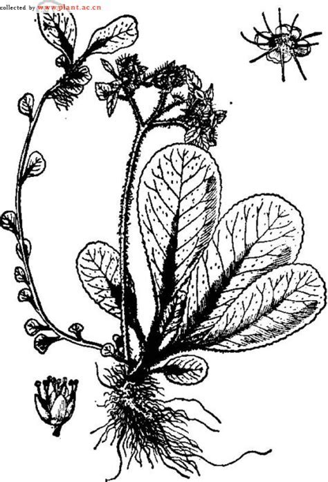 大叶金腰chrysosplenium Macrophyllum Oliv 植物通