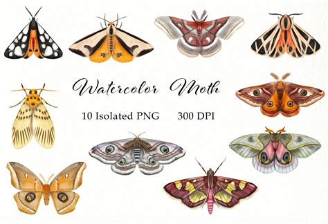 Free Moth Clipart Download Free Moth Clipart Png Images Free Cliparts