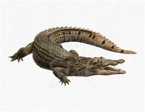 Krokodil Png