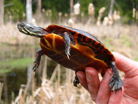 Painted Turtle Eastern Painted Turtles Chrysemys Picta Are An
