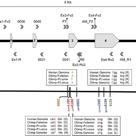 A Schematic Of The Apoe Gene Structure And Nucleotide Position Numbers