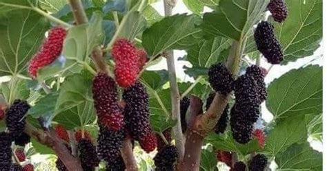 Khasiat Terbesar Pokok Malberi