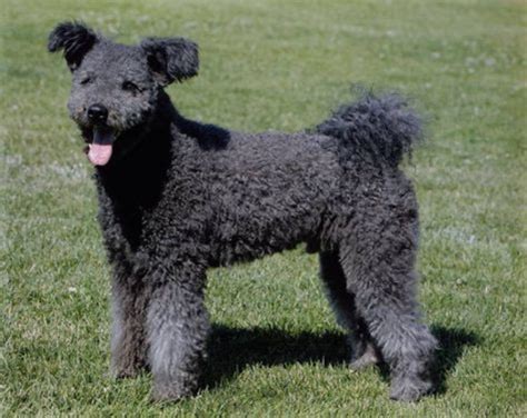 Pumi Vs Puli Breed Comparison Mydogbreeds