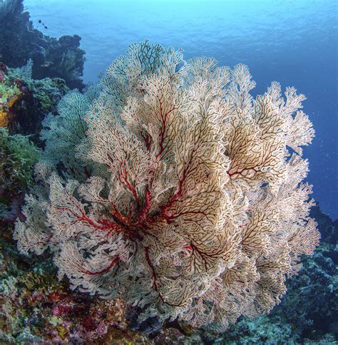 岳鸿军：逐梦深蓝 影像·文化 《中国摄影》杂志社官方网站