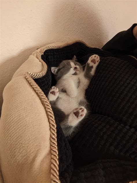 Ekko Boy 3 15 Months Rbritishshorthair