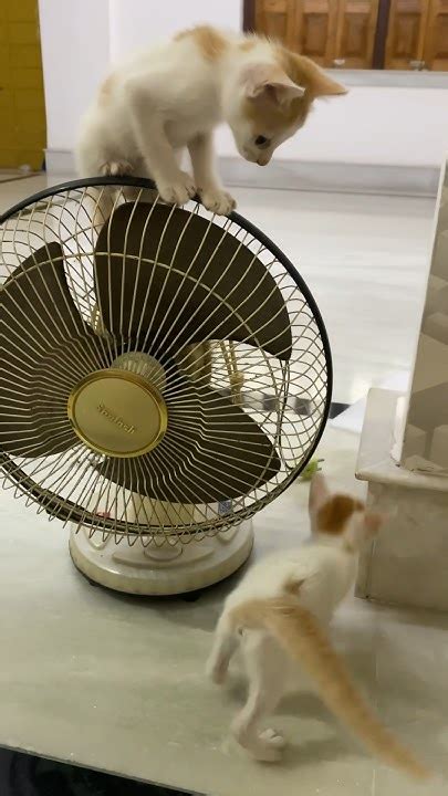 Billir Raj 🤣 Viral Shorts Catlover Youtube