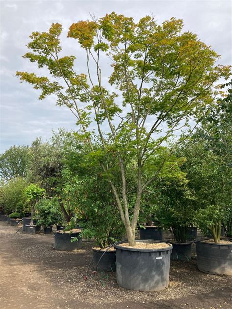 Multi Stemmed Trees Smits Tree Nursery