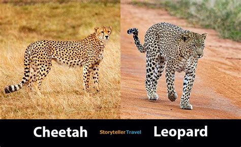 Cheetah Vs Leopard 14 Key Differences Speed Size Spots