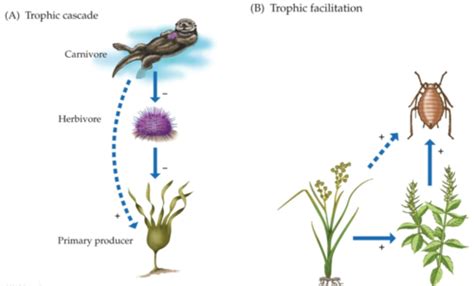 Ecology Final Exam Flashcards Quizlet
