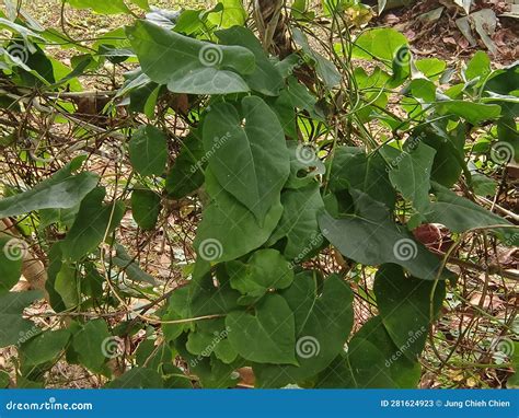 Fallopia Multiflora In Beinan Township Native Applied Botanical Garden Stock Image Image Of