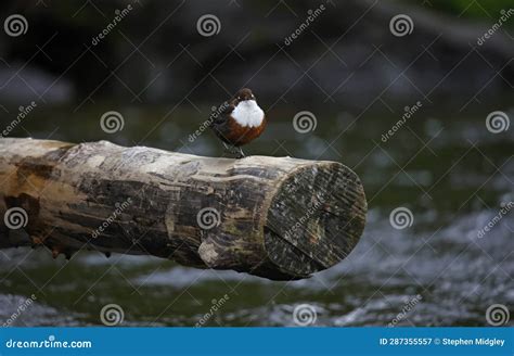 Eurasian Dipper Displaying On A Log Stock Image Image Of Heron