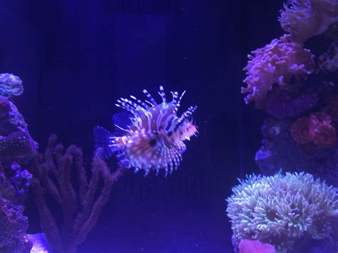 Zebradwarf Lionfishdendrochirus Zebra Reef2reef