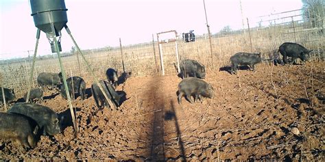 Feral Hog Trapping And Removal The Innovative Trapping System