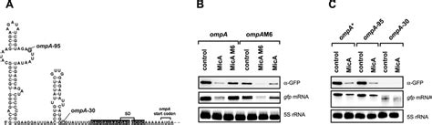 Regulation Of Various Ompa Fusions By Mica A Structure Of The Li Download Scientific